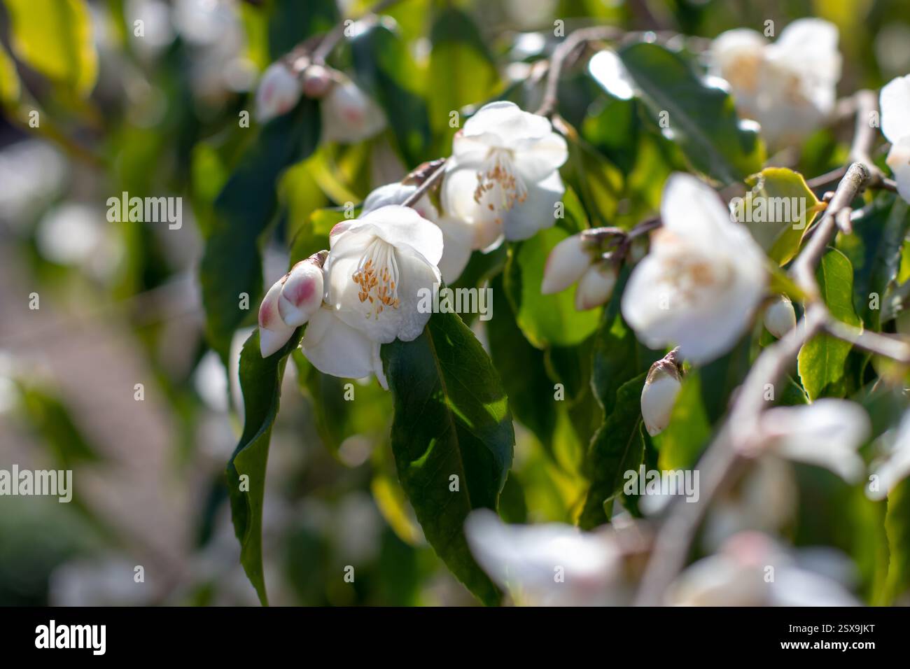 Tsai camellia hi-res stock photography and images - Alamy