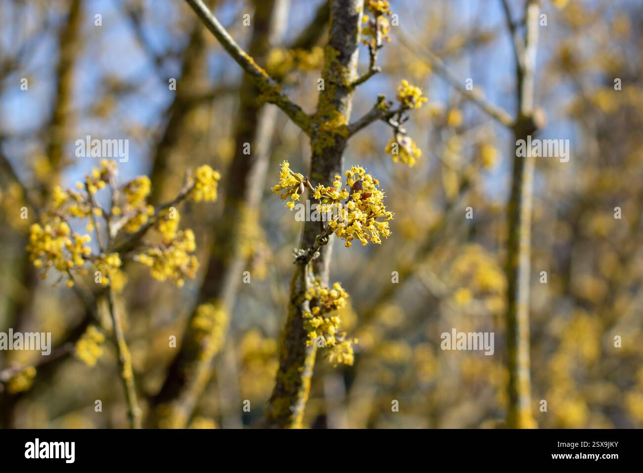 Cornus mas flowering plant in the dogwood family Cornaceae. Cornel ...