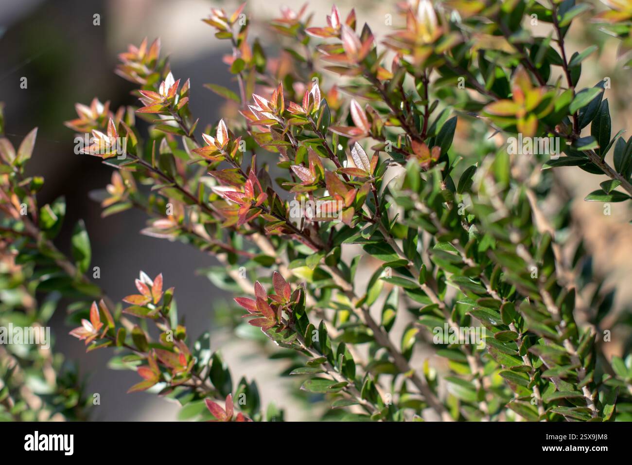 Myrtle branches with red new growth and glossy green leaves. Myrtus ...