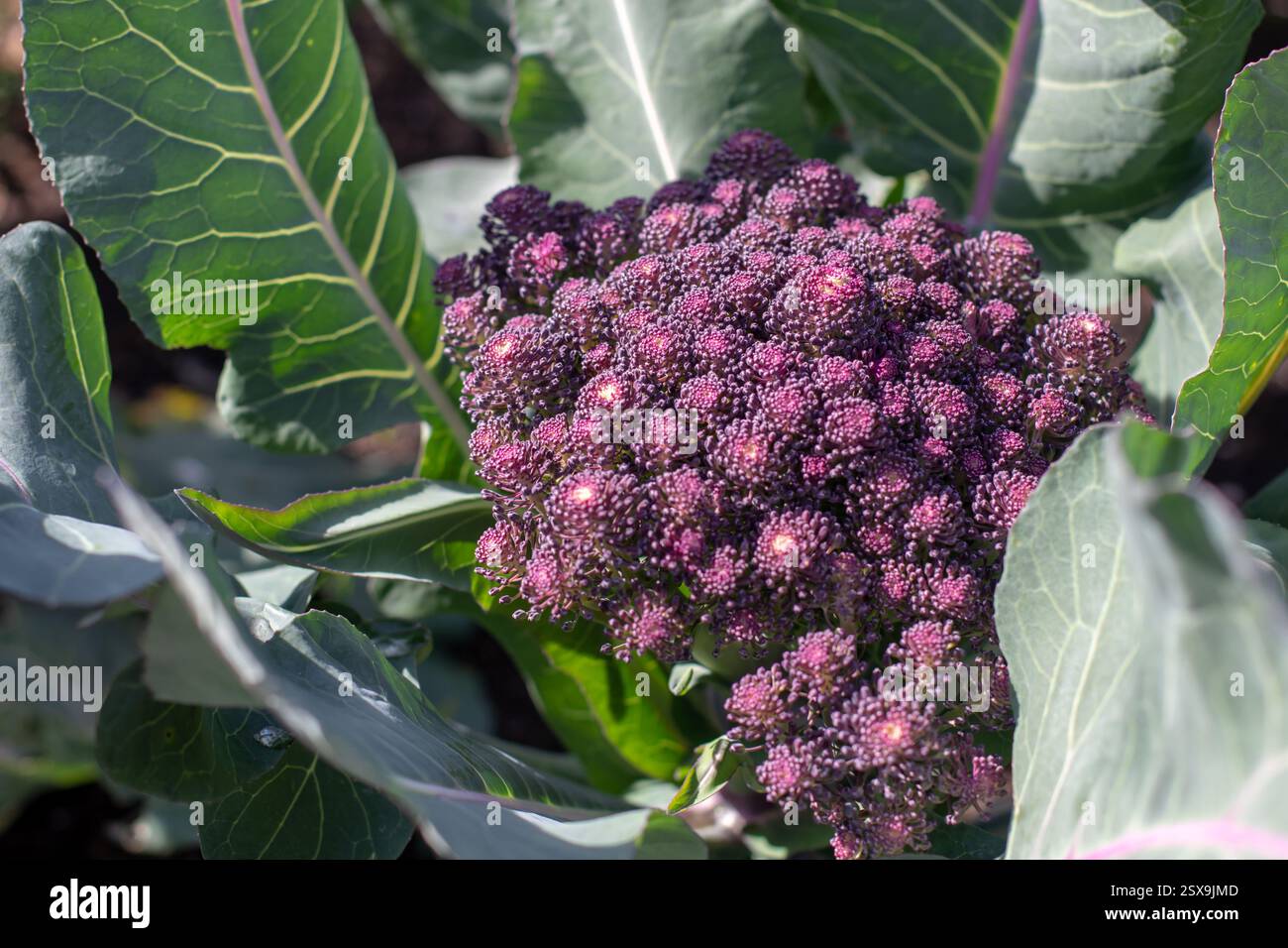 Broccoli cultivar with purple flower heads or florets closeup. Brassica ...