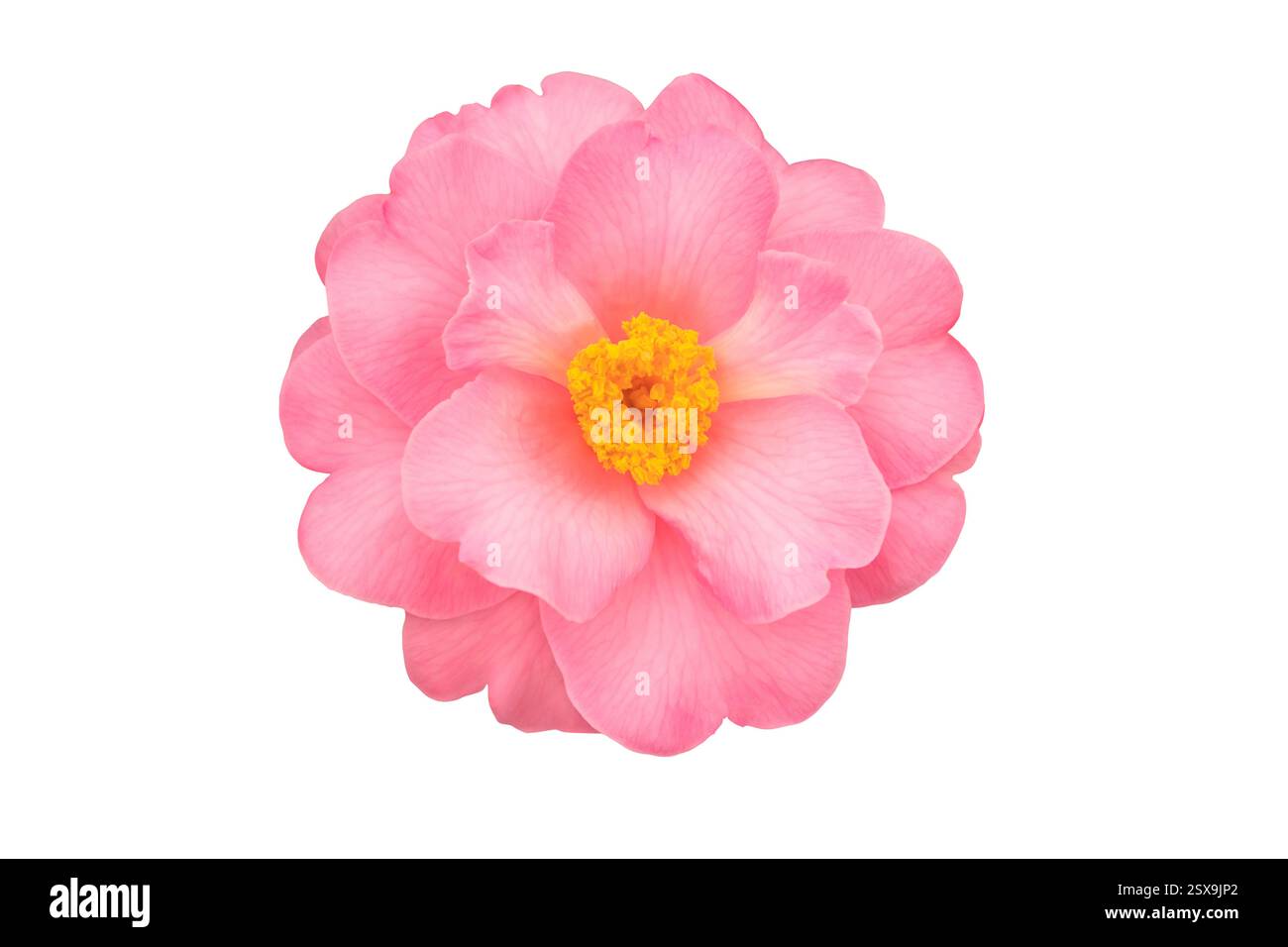 Camellia japonica blush pink flower with yellow stamens isolated on ...