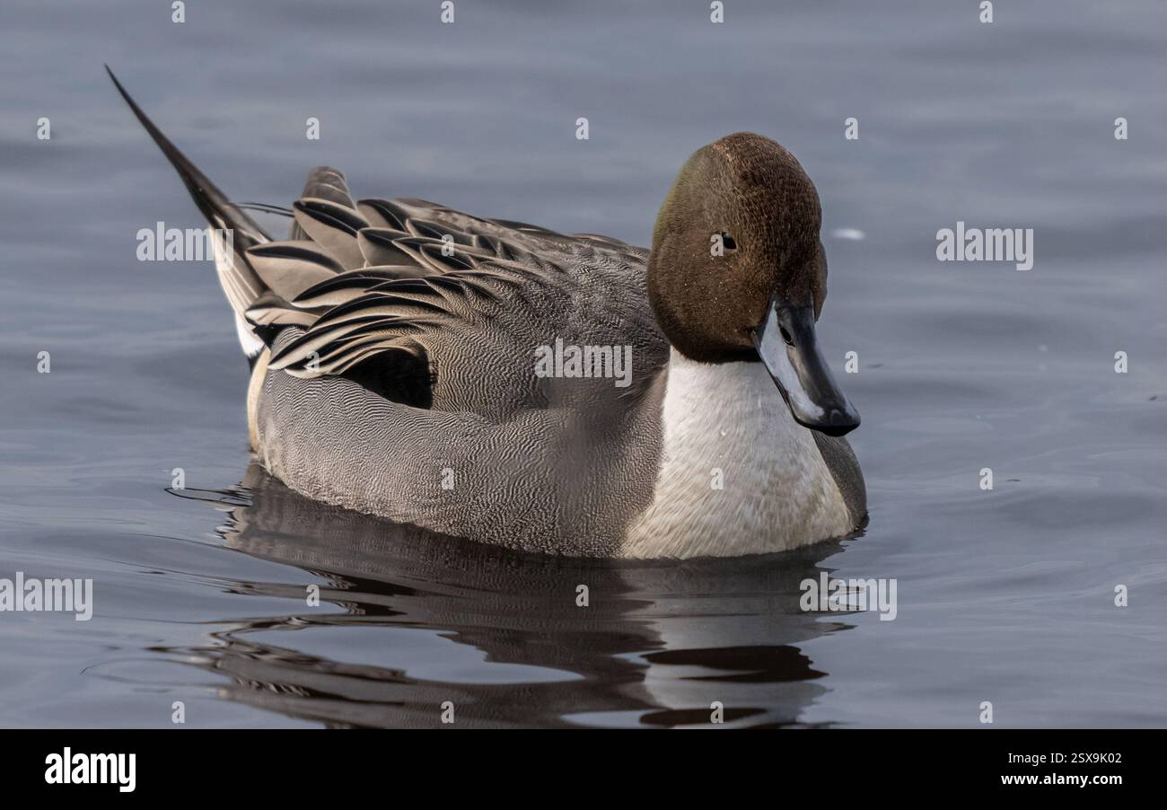Long tapering tail hi-res stock photography and images - Alamy