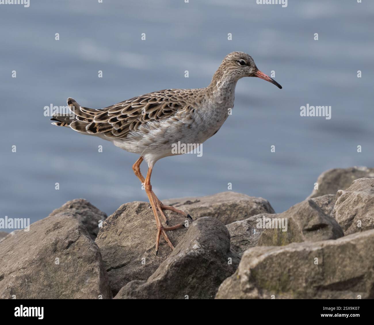 Ruff neck hi-res stock photography and images - Alamy