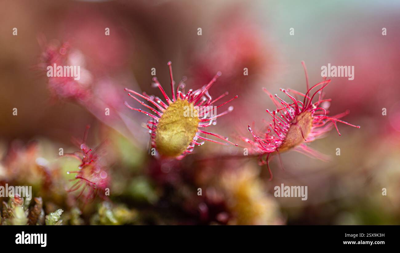 a traditional bog plant, Drosera is a genus of insectivorous plants ...