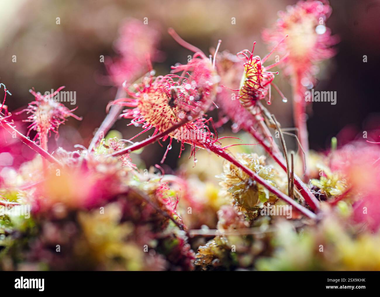 a traditional bog plant, Drosera is a genus of insectivorous plants ...