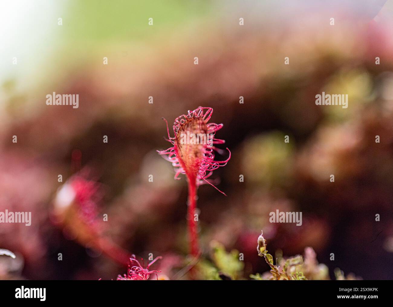 a traditional bog plant, Drosera is a genus of insectivorous plants ...