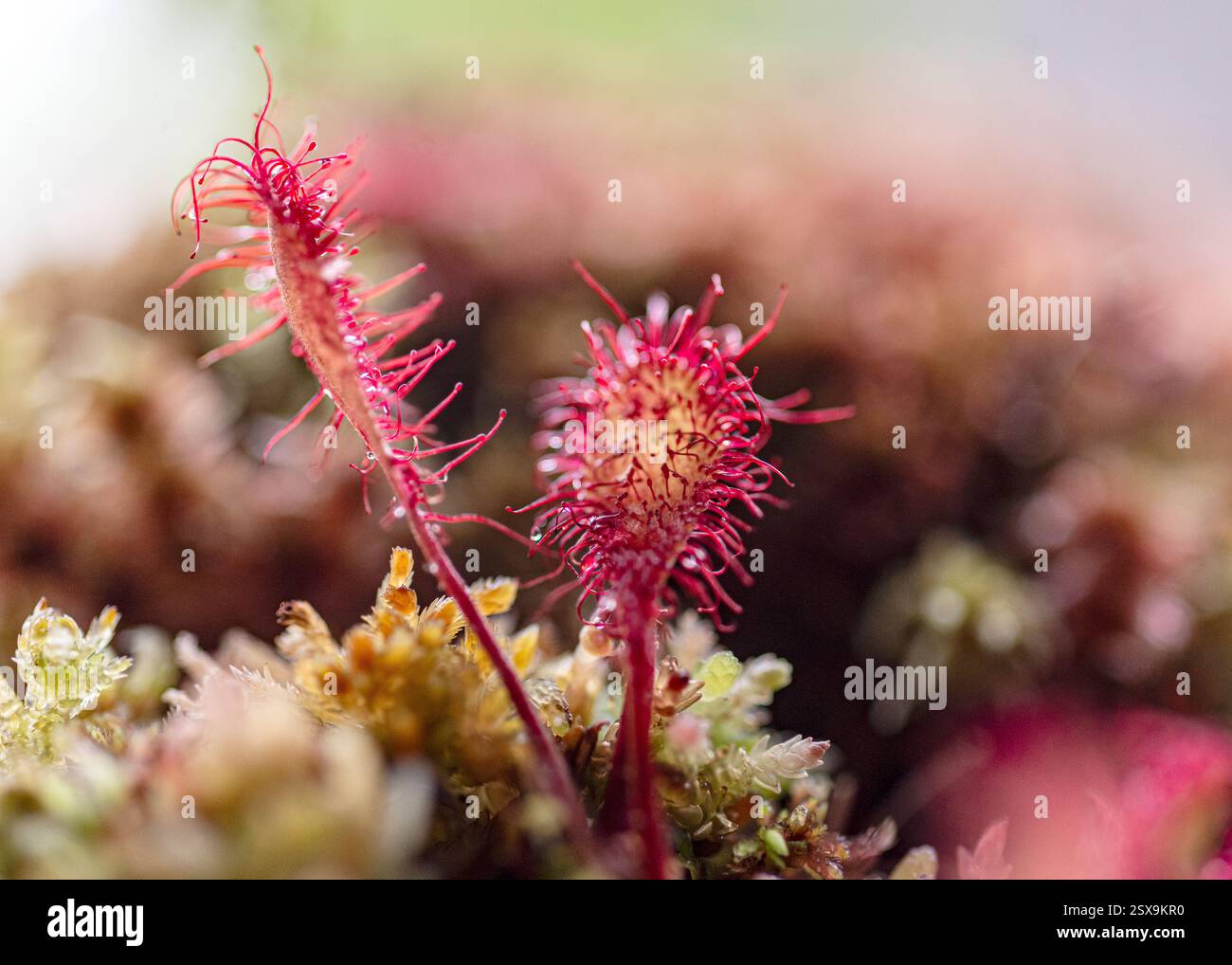 a traditional bog plant, Drosera is a genus of insectivorous plants ...