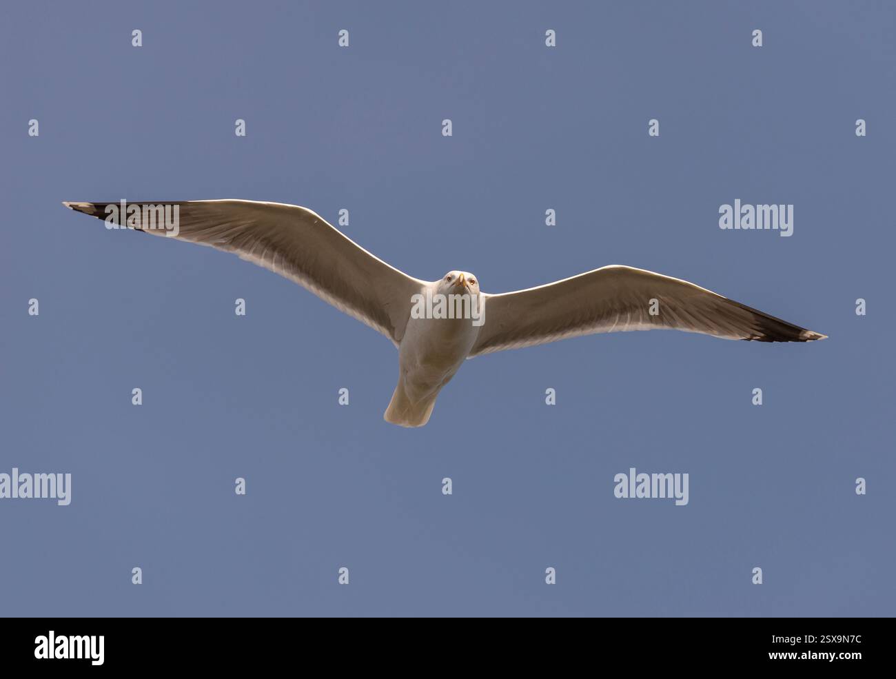 A seagull (lesser black-backed gull) gracefully glides across the clear ...