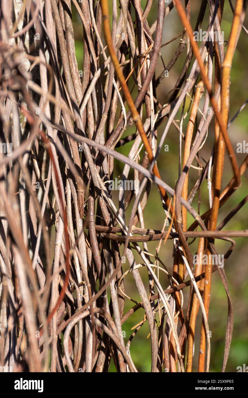 plants of various wild vines intertwined around a tree trunk, autumn ...