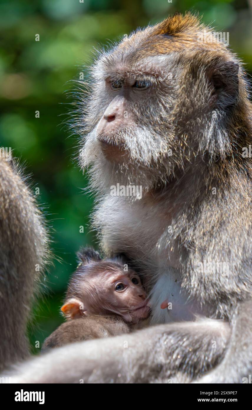 View of the long tale Macaque monkeys in Sacred Monkey Forest Sanctuary ...