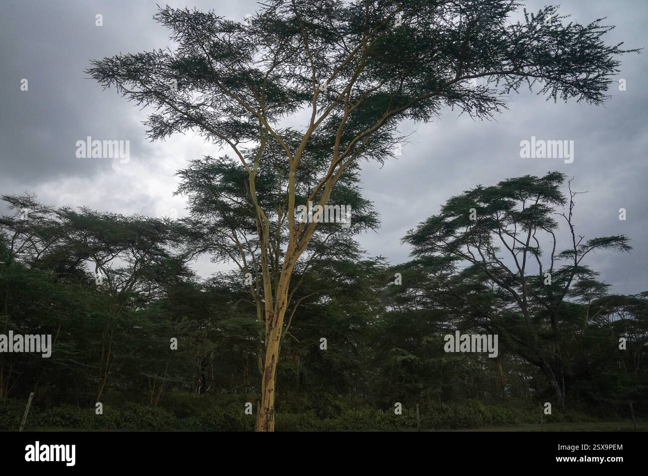 Daily life in Gilgil, Kenya Trees in a reserve in Gilgil, Kenya on ...