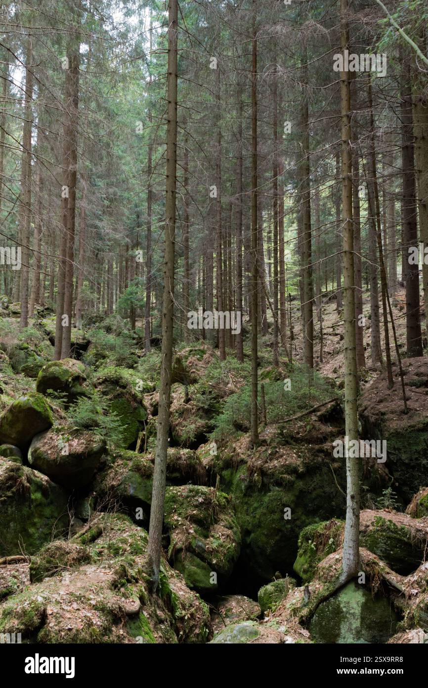A peaceful forest scene in Adršpašské skály park, with tall trees and a ...