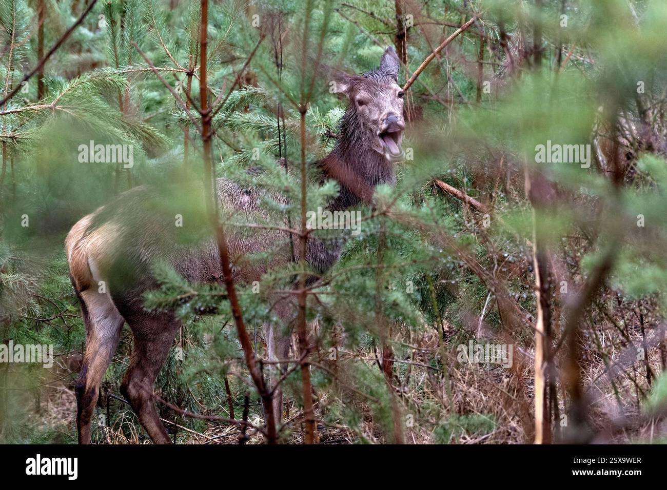 Rothirsch im Stangengehölz Rothirsch Rotwild *** Red deer in a copse ...