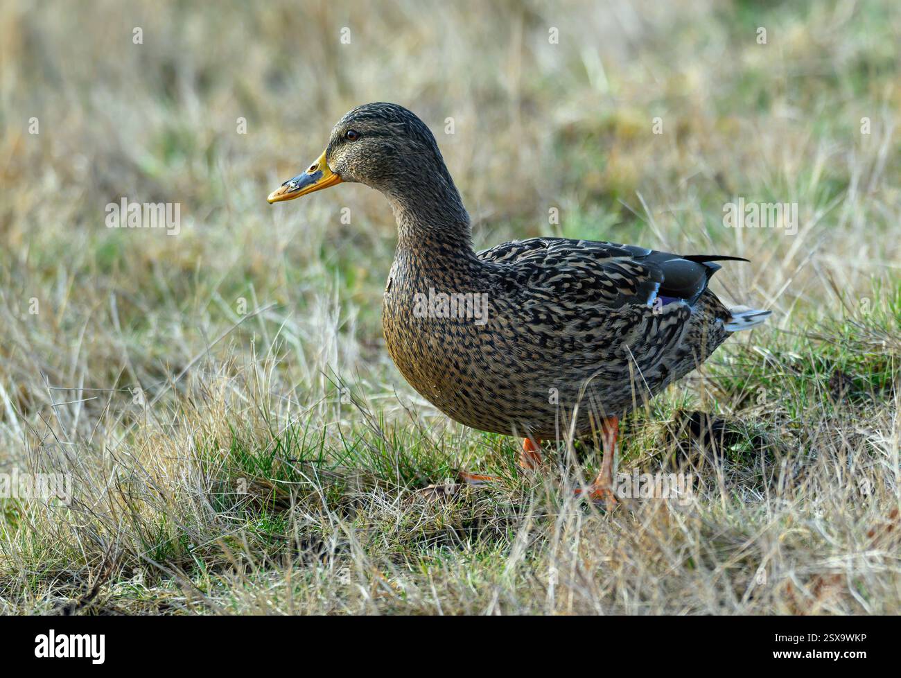 A mallard duck walks through a grassy meadow, pecking the ground for ...