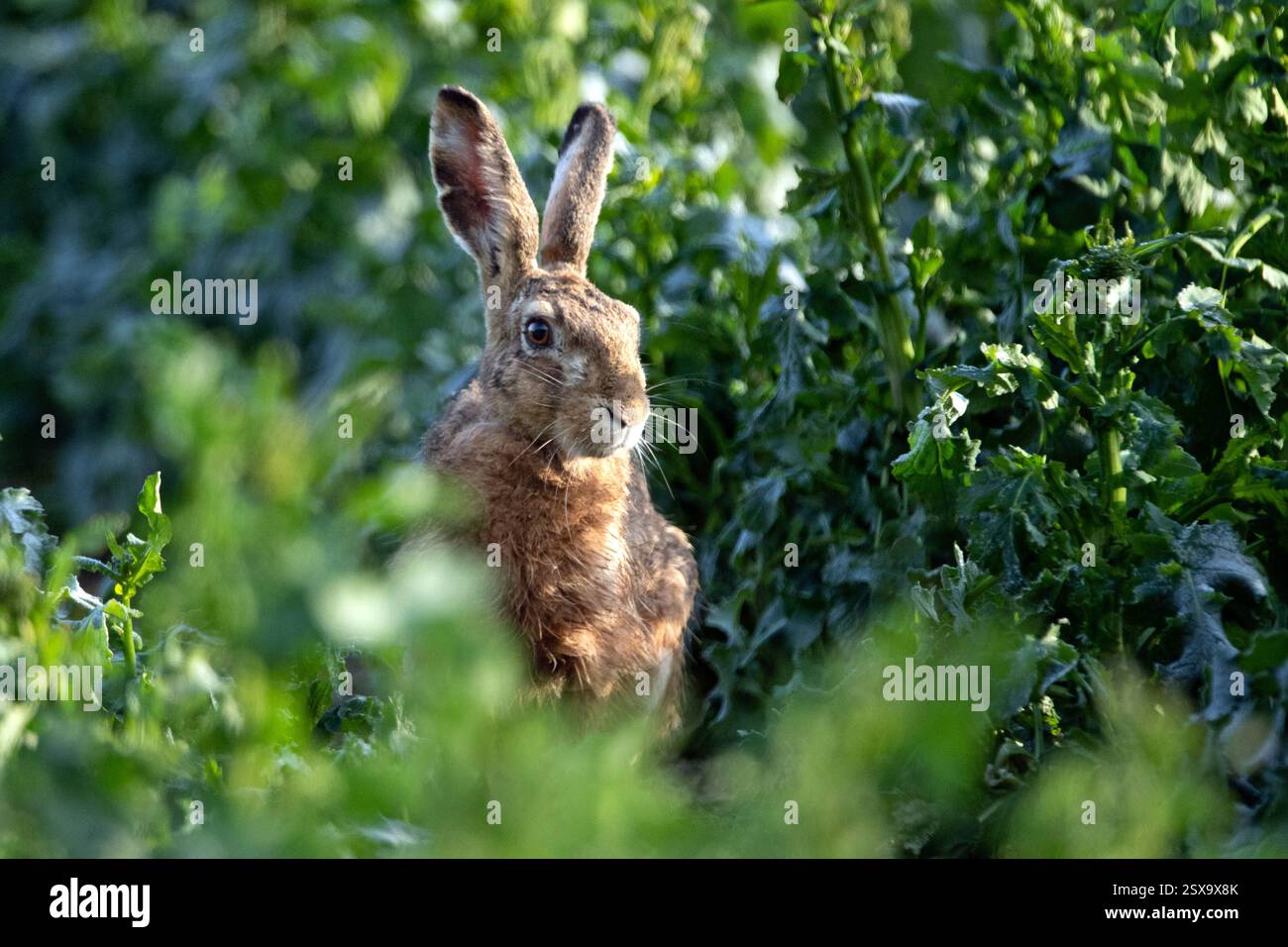 Hase, Feldhase Hasen, Feldhasen Hasen im April *** Hare, Brown hare ...