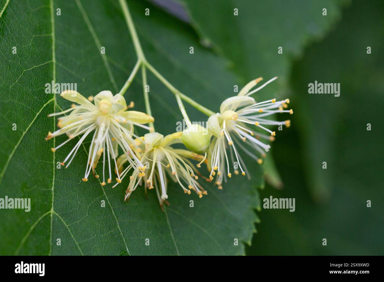 Linden, linden blossom with green leaves on a tree in the summer Stock ...
