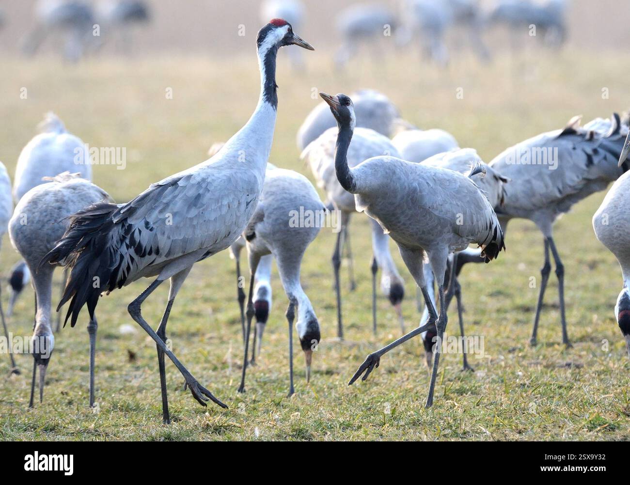 Kranich Kranich Kranich *** Crane Crane Crane Crane Stock Photo - Alamy