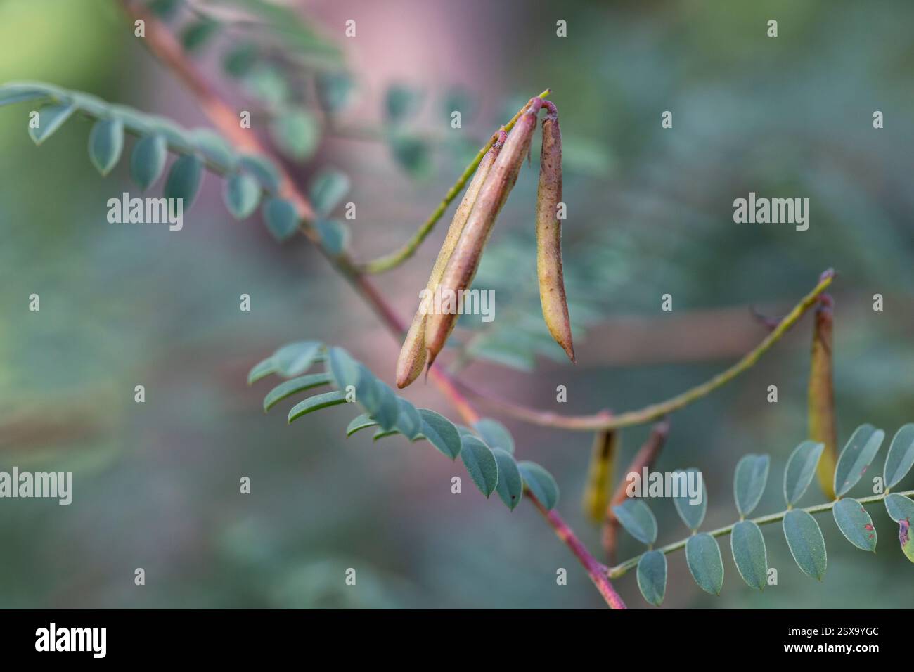 Acacia leaves with a pattern and long green pods with seeds on a ...