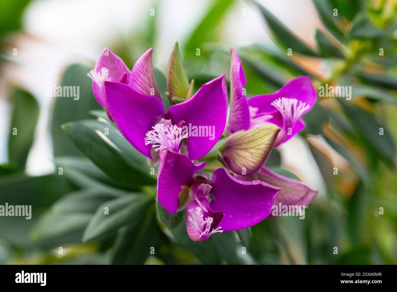 Polygala myrtifolia common names Bellarine pea,Myrtle-leaf milkwort ...