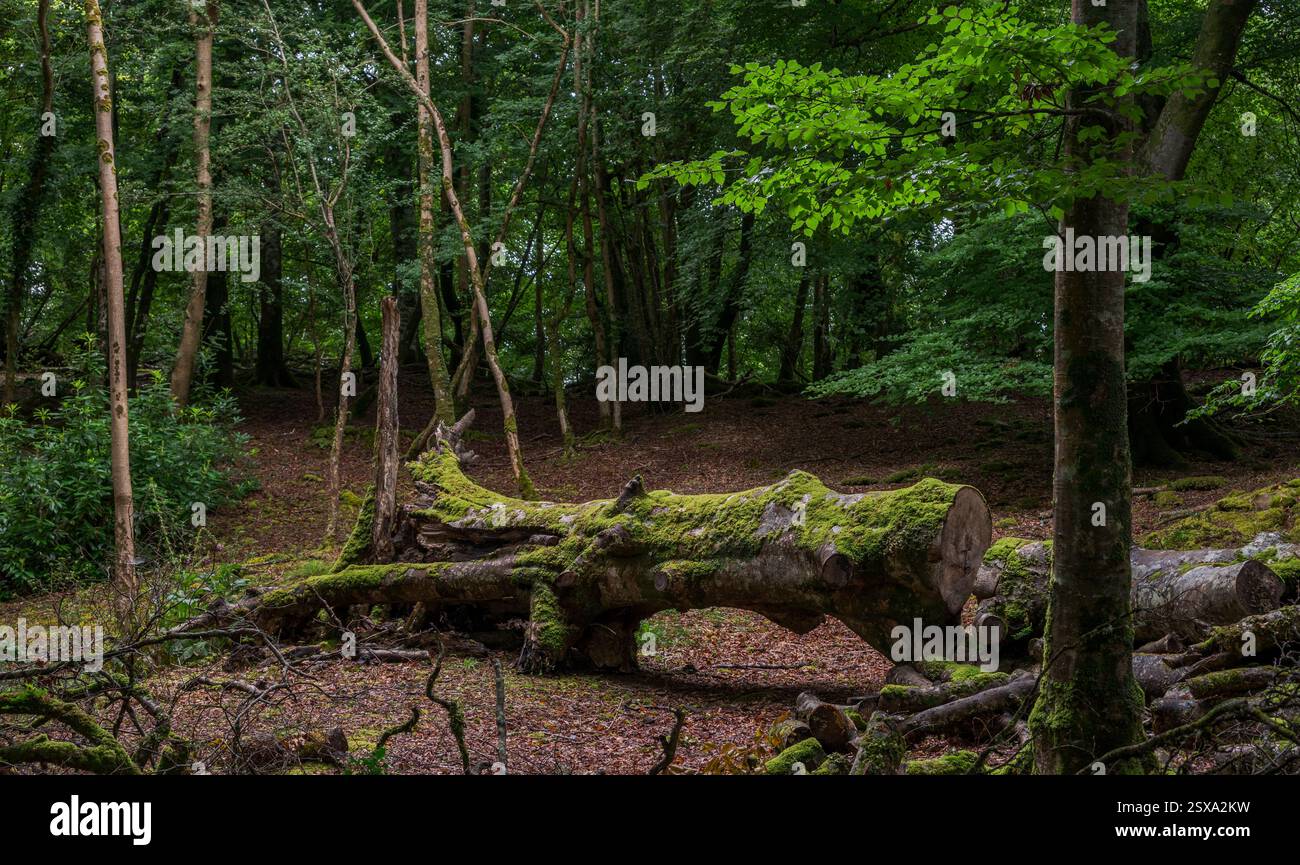 A dense forest in Killarney National Park, Ireland, with a fallen tree ...