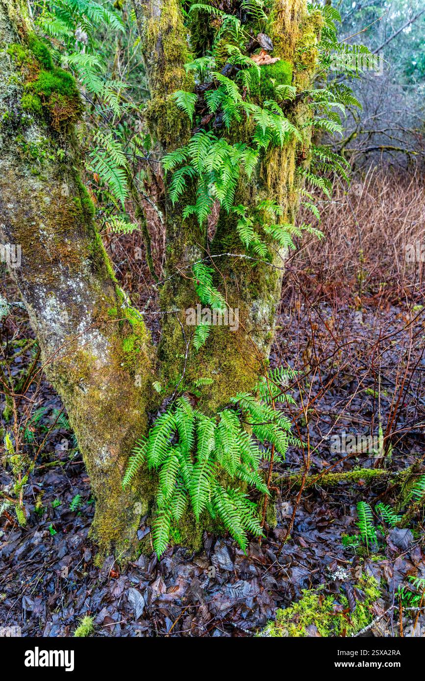 Ferns grow on trees at West Hylebos Wetlands Park in Federal Way ...