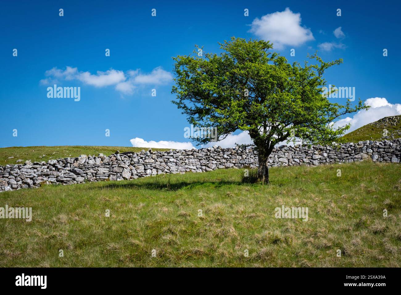Hawthorn tree thorn hi-res stock photography and images - Alamy