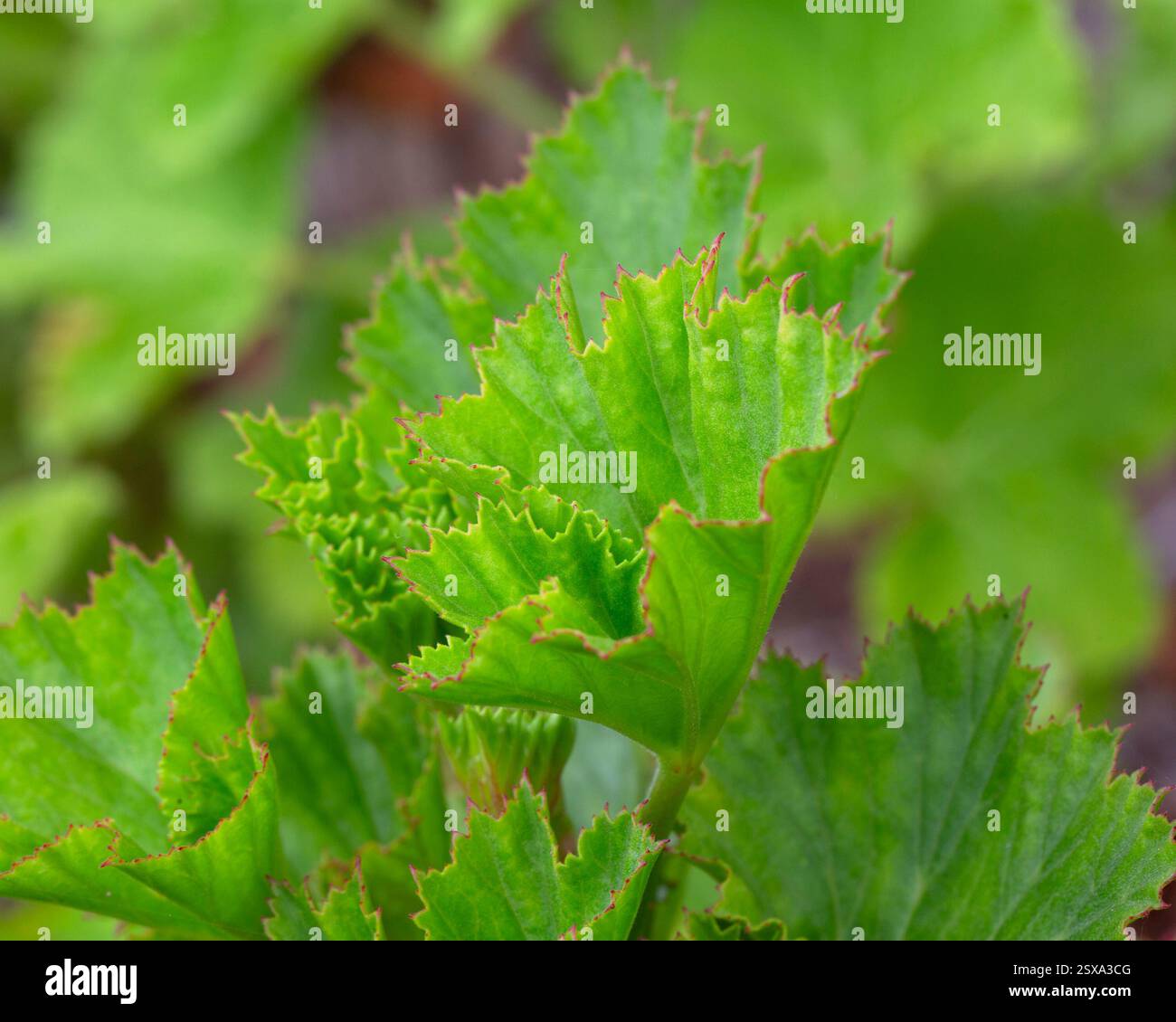 Closeup of foliage leaves of (zonal geranium) Pelargonium × hortorum in a garden in Madeira ...