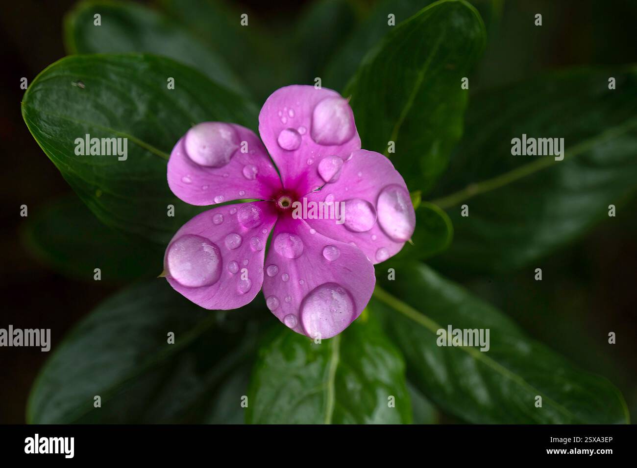 Closeup of single flower of Cape periwinkle (Catharanthus roseus) in a ...