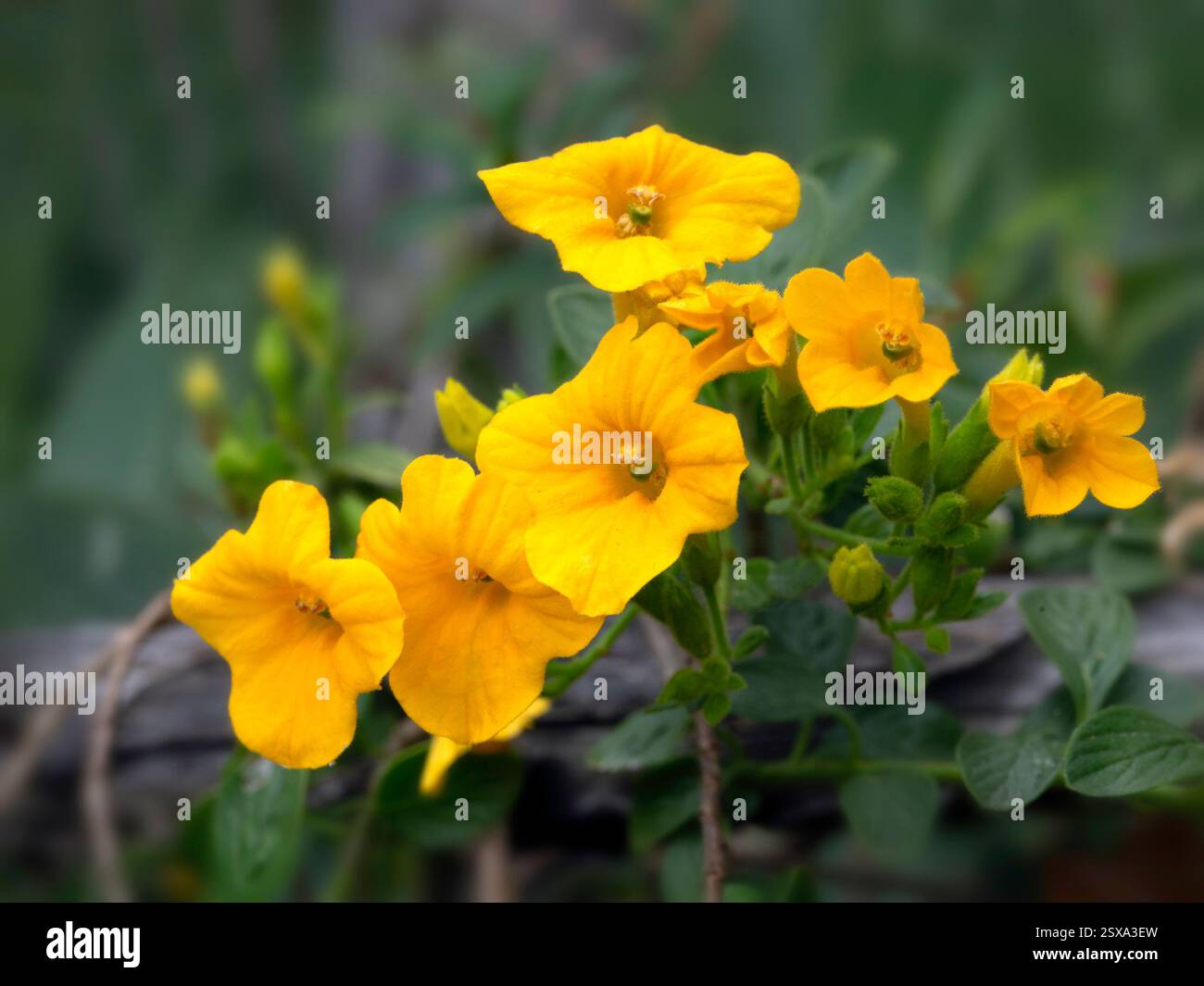 Closeup of flowers of marmalade bush (Streptosolen jamesonii) in a ...