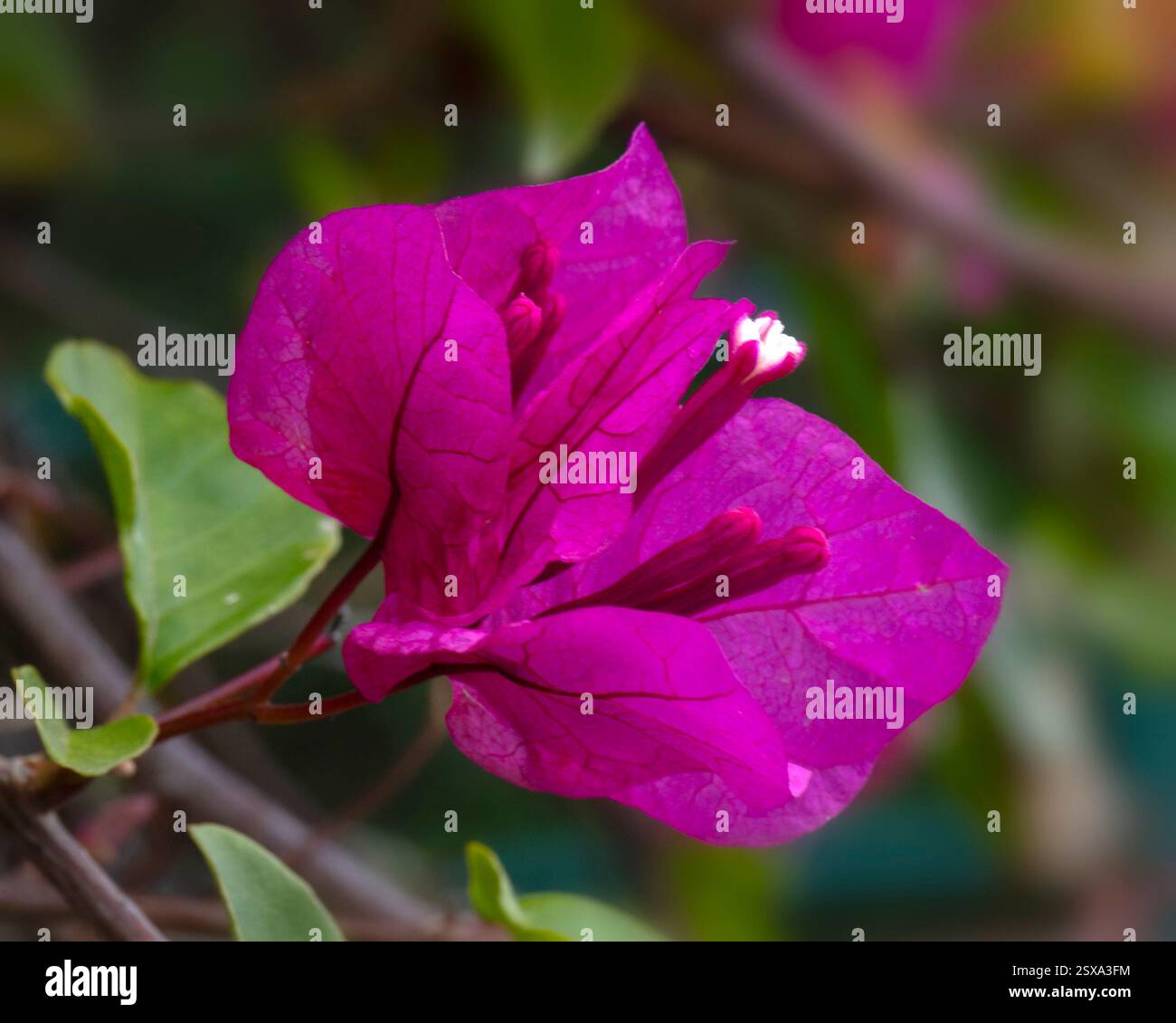 Closeup of flower and bracts of Bougainvillea spectabilis in a garden ...