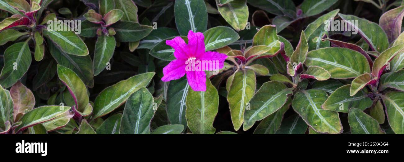Panorama of foliage single flower and foliage of Monkey Plant (Ruellia ...