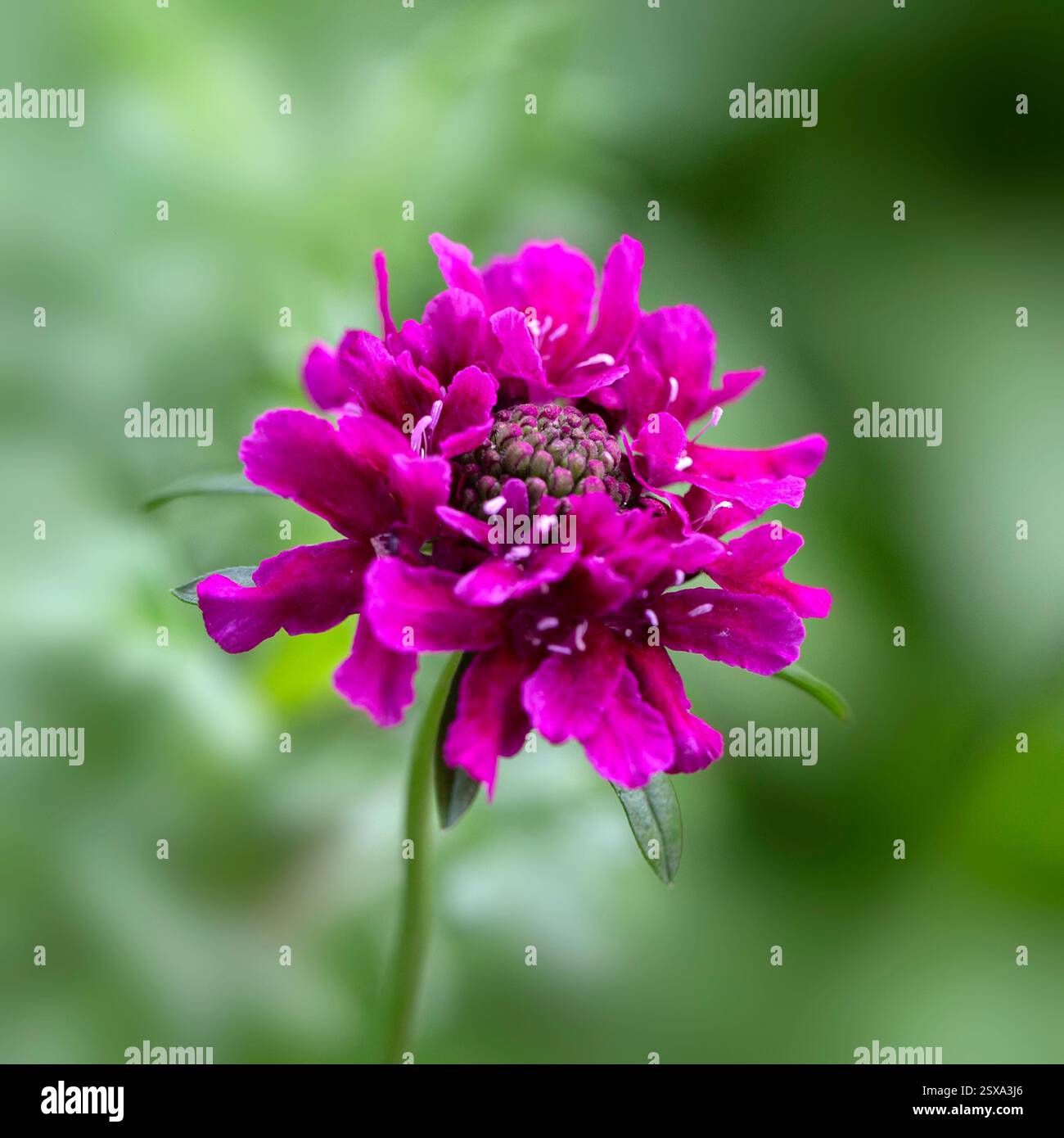 Closeup of a single flower of Sweet Scabious (Scabiosa atropurpurea) in ...