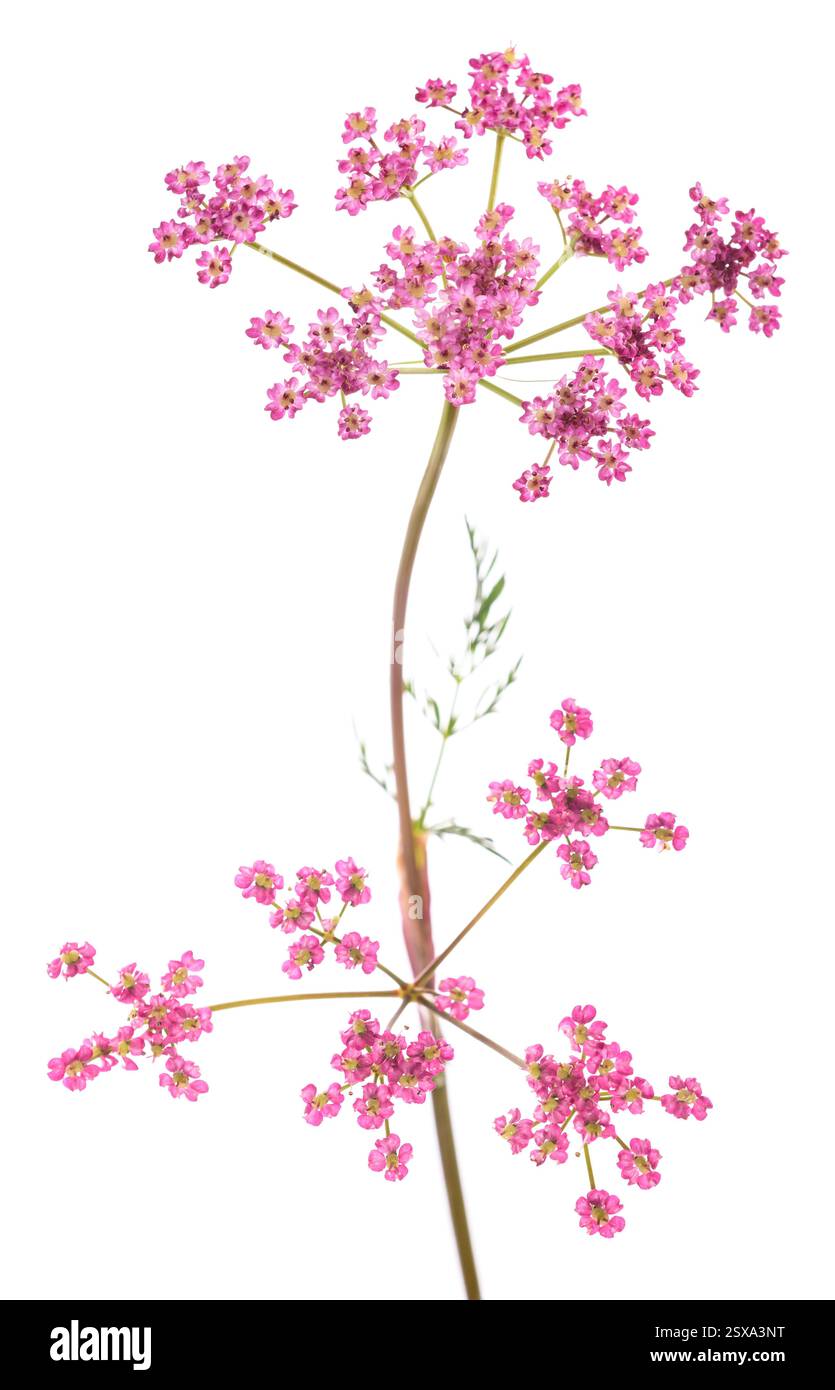 Pink Carum carvi plant with flowers isolated on white background Stock ...