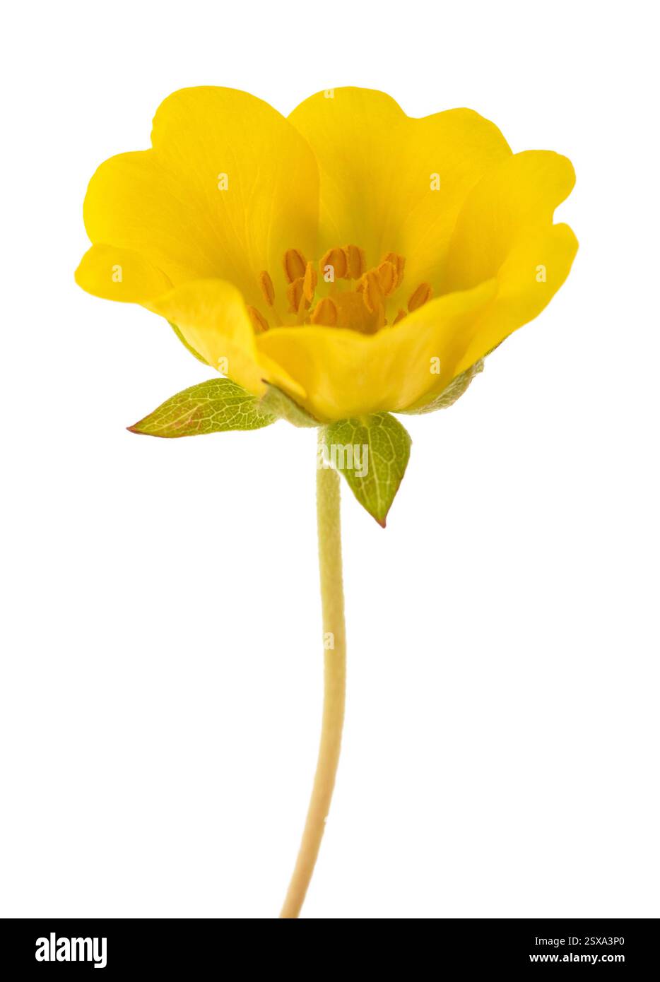 Creeping cinquefoil flower isolated on white background Stock Photo - Alamy