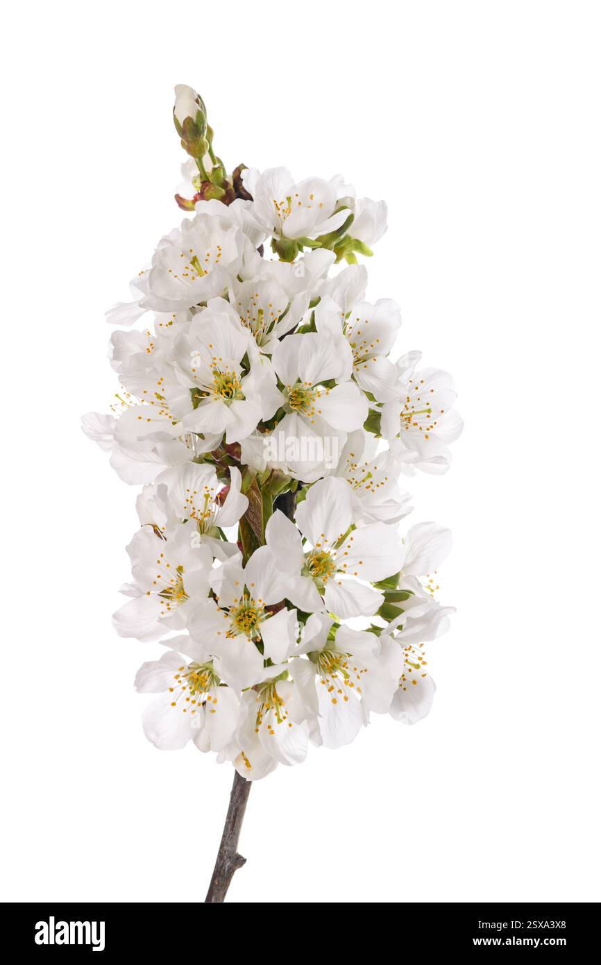 Tree cherry blossom flowers Cut Out Stock Images & Pictures - Alamy