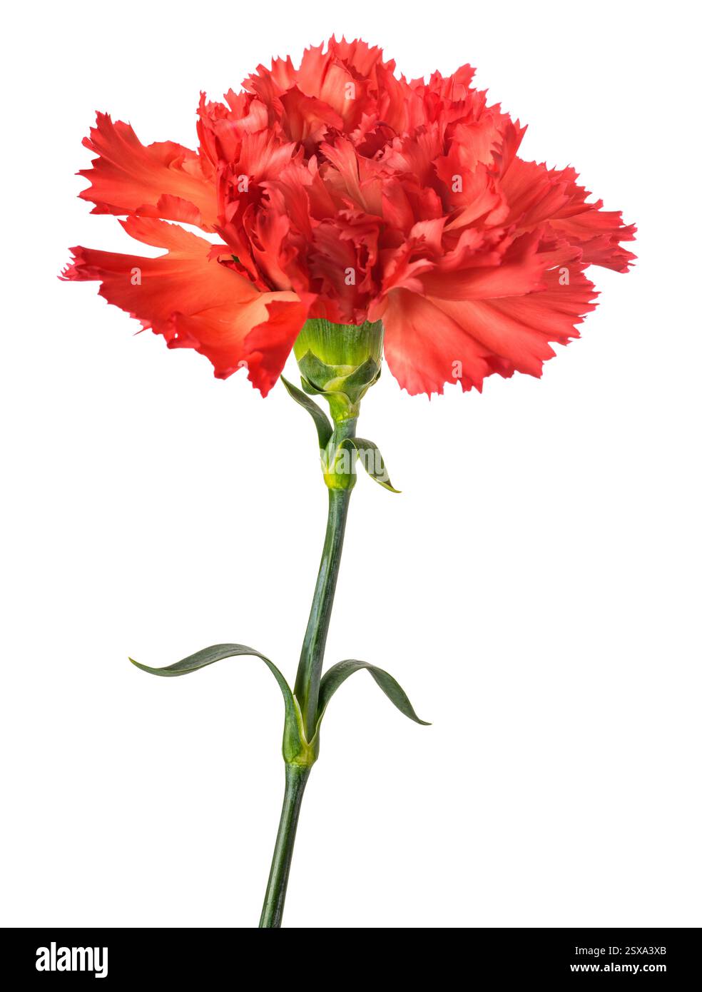 Carnation flower isolated on white background Stock Photo - Alamy