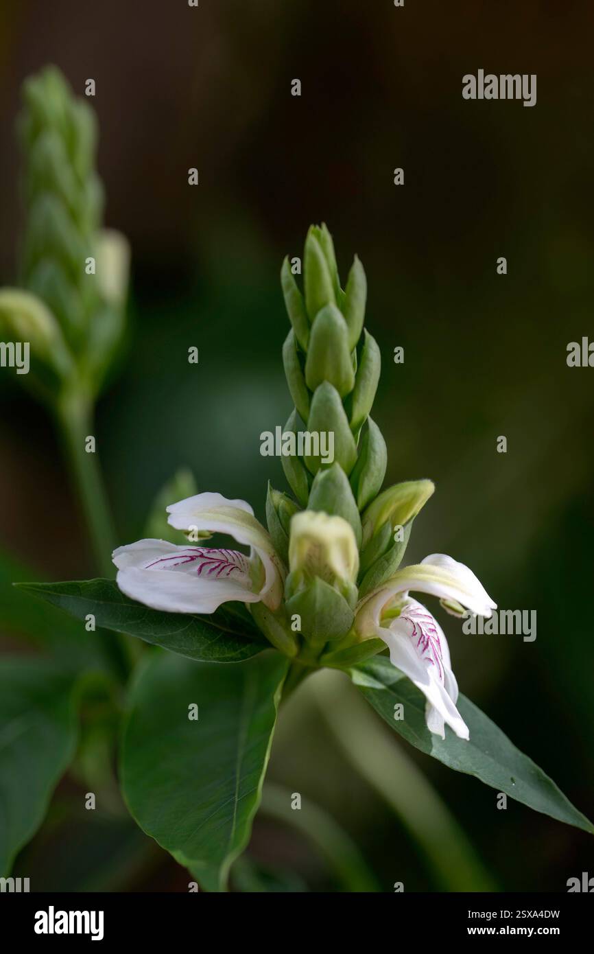 Closeup of flower spikes of Malabar nut (Justicia adhatoda) in a garden ...