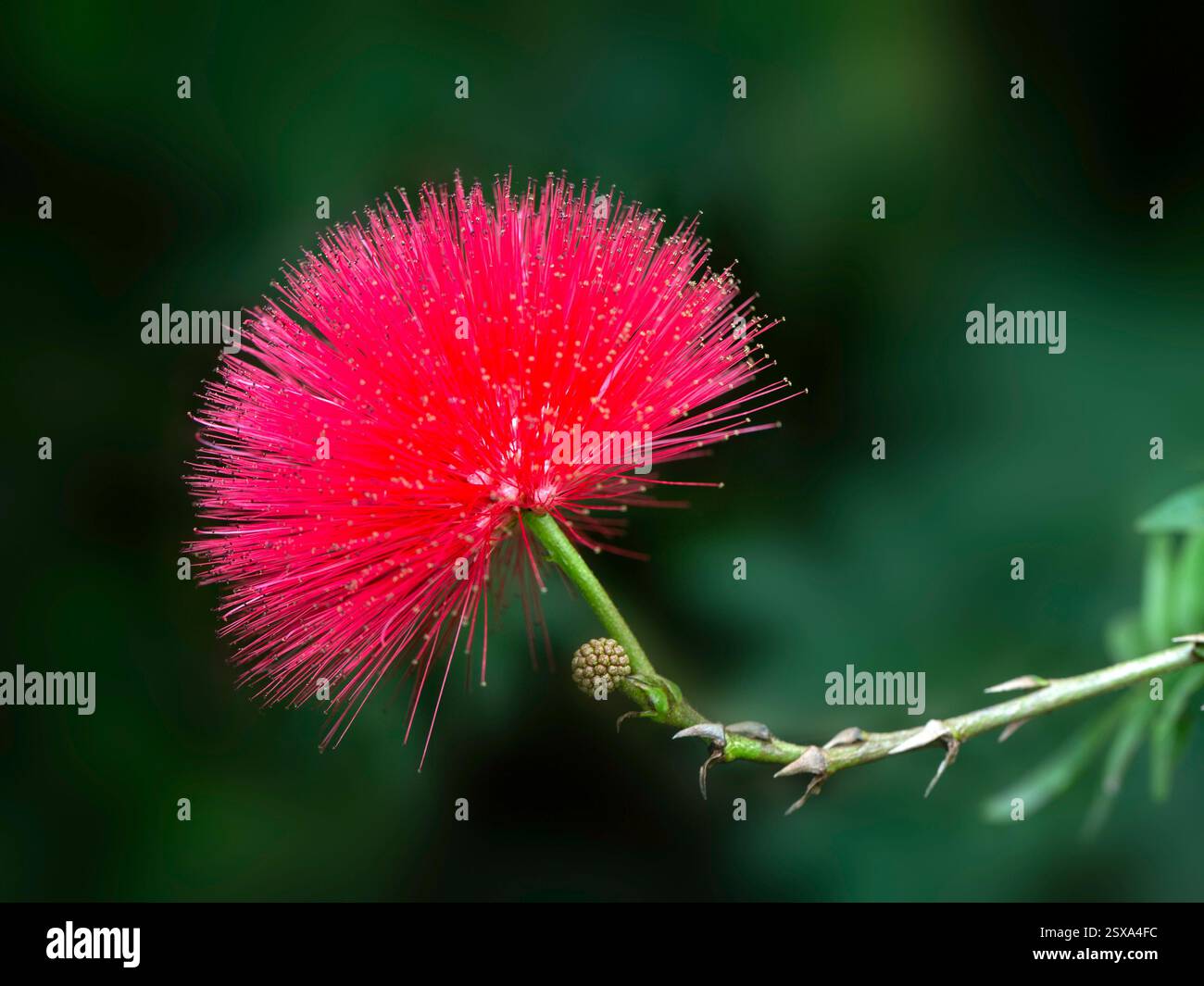 Closeup of flower of a single pink powderpuff plant (Calliandra ...