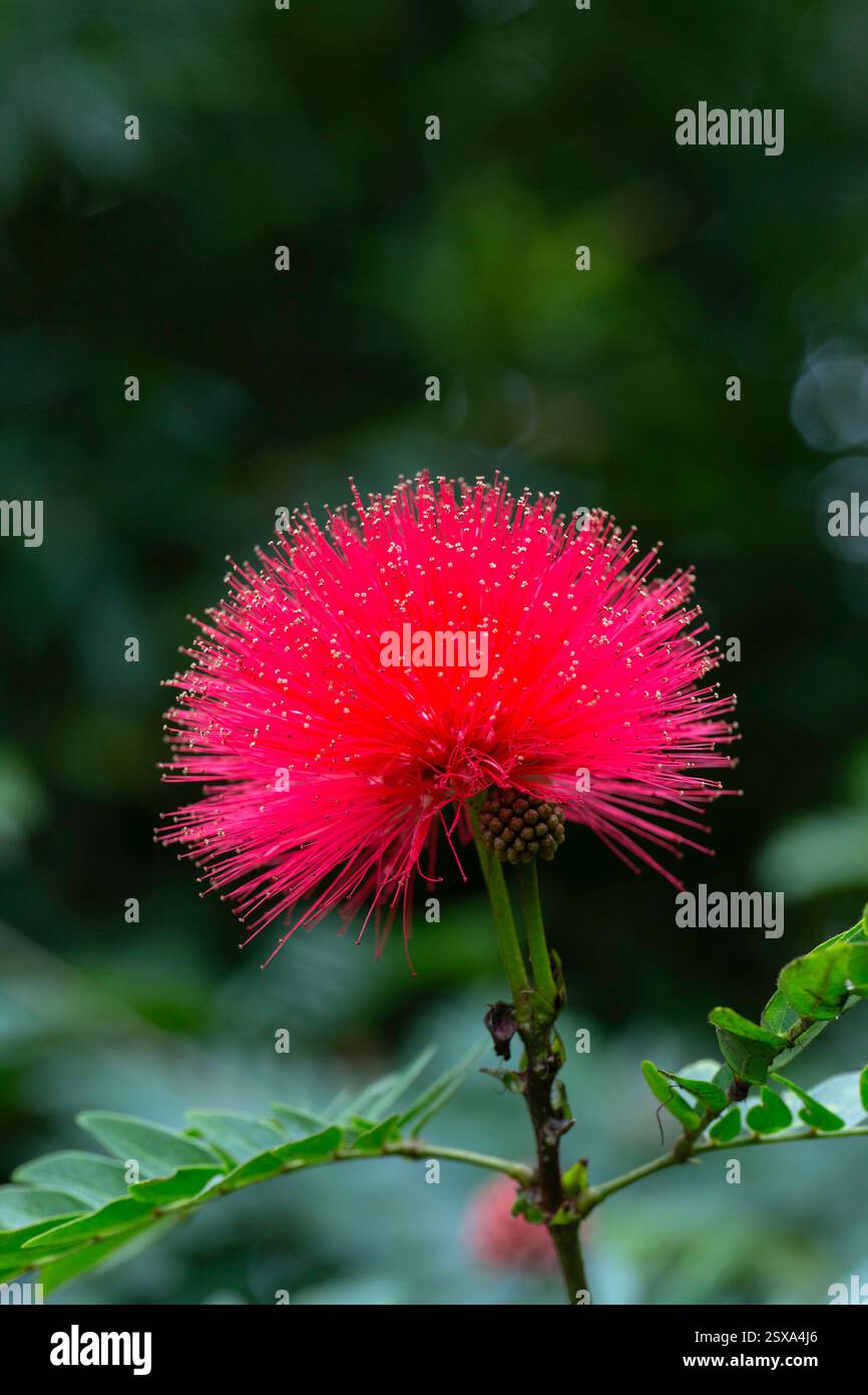 Closeup of flower of a single pink powderpuff plant (Calliandra ...