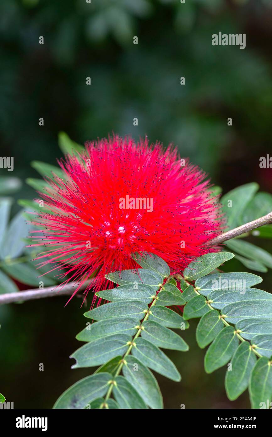 Closeup of flower of a single pink powderpuff plant (Calliandra ...
