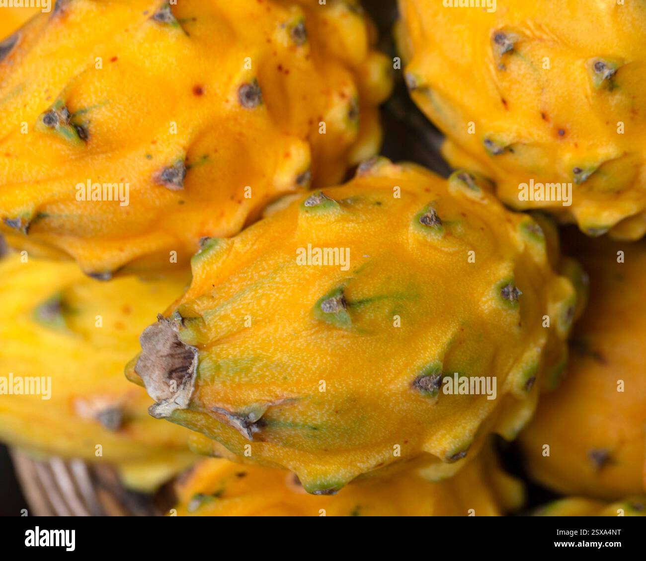 Closeup of fresh ripe Yellow Dragon Fruits (Pitaya Amarela) fruits on a ...