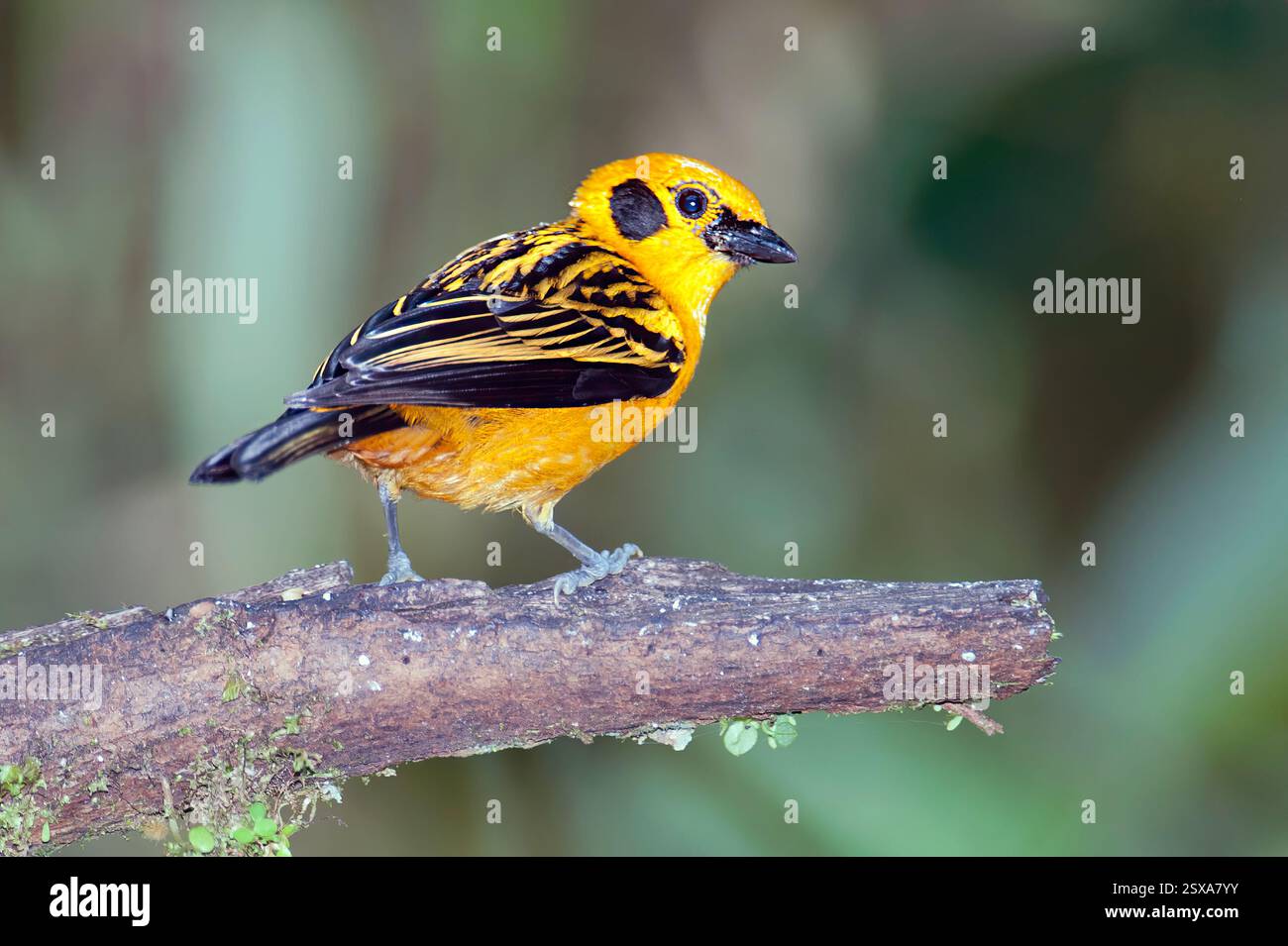 Golden tanager (Tangara arthus) from Mindo, Ecuador Stock Photo - Alamy