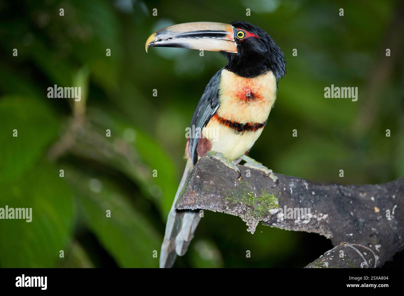 Paled-mandibled aracari (Pteroglossus torquatus erythropygius) from ...