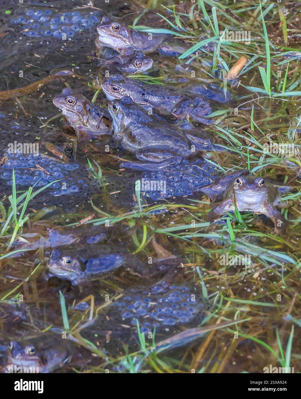 Frogs spawn 2025 hi-res stock photography and images - Alamy
