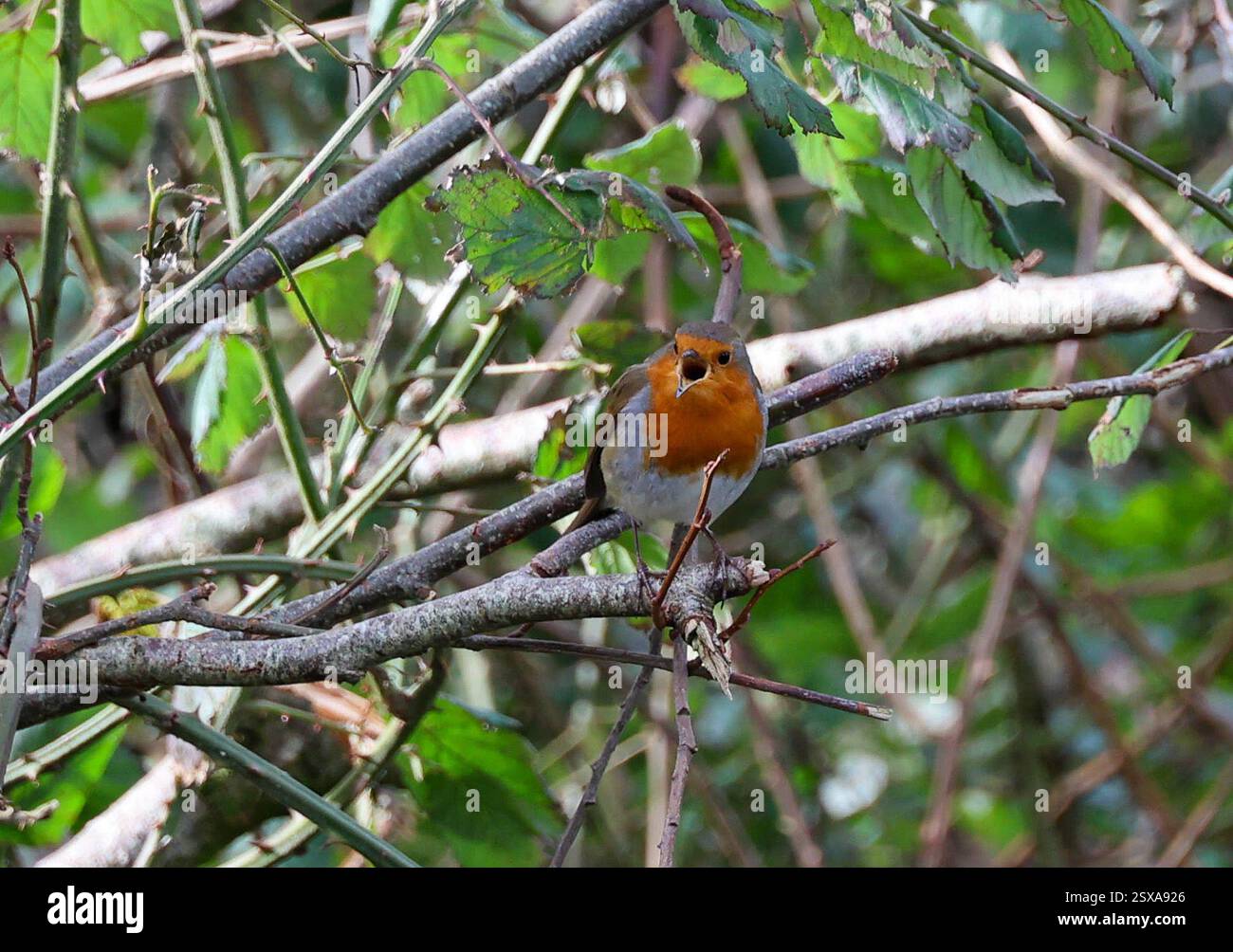 Lough neagh 2025 hi-res stock photography and images - Alamy