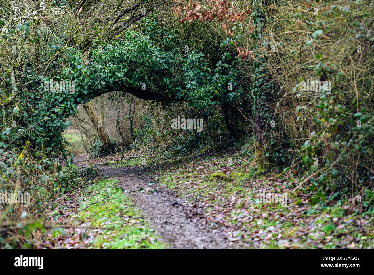 Sentier dans le bois de la Vecquée à Malonne - un arbre compose une ...
