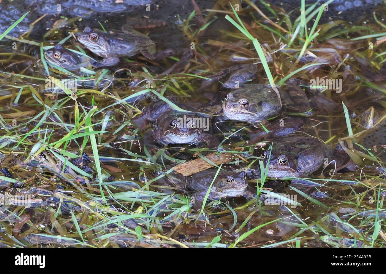 Uk frogs breeding 2025 hi-res stock photography and images - Alamy