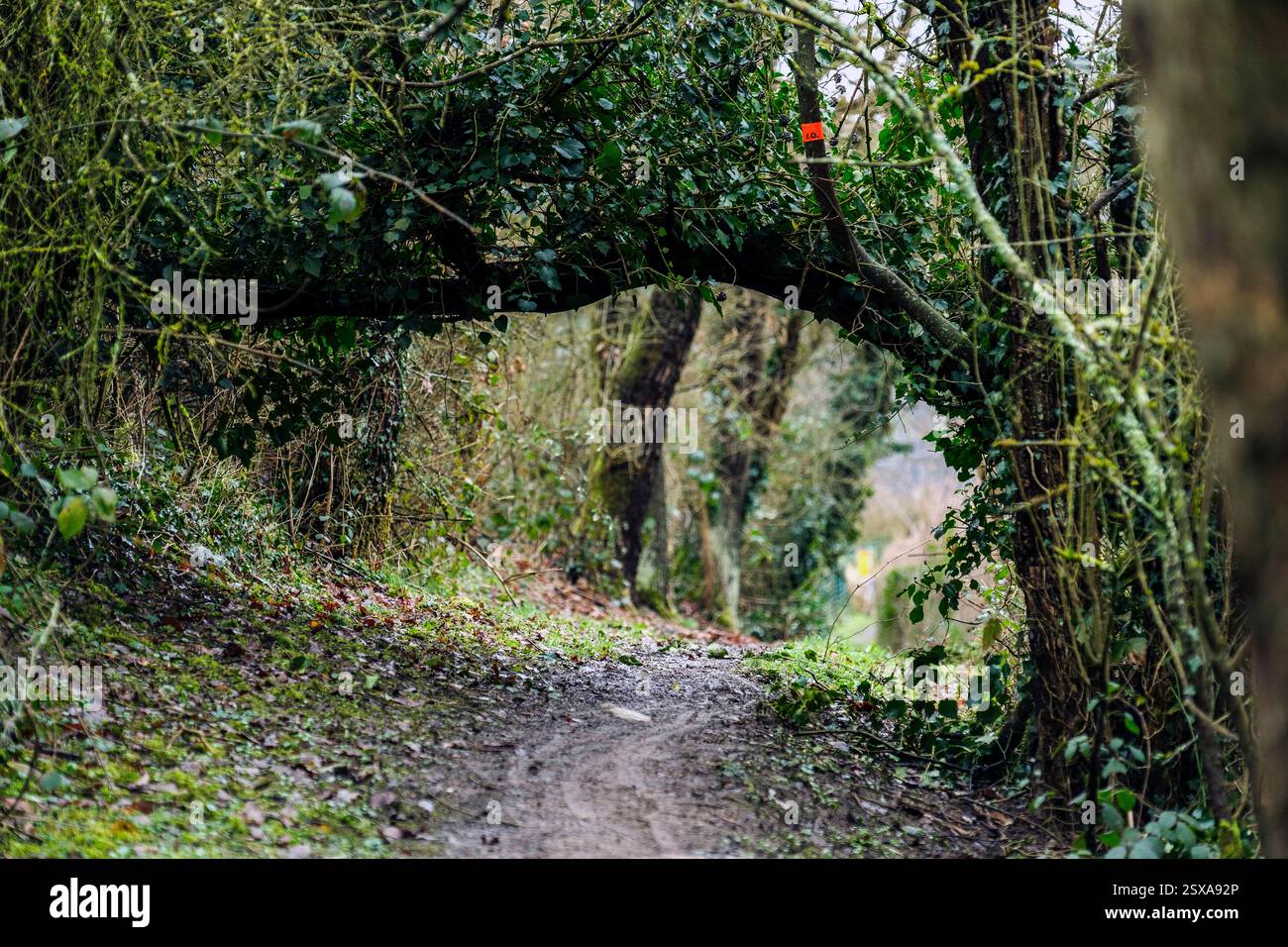 Sentier dans le bois de la Vecquée à Malonne - un arbre compose une ...