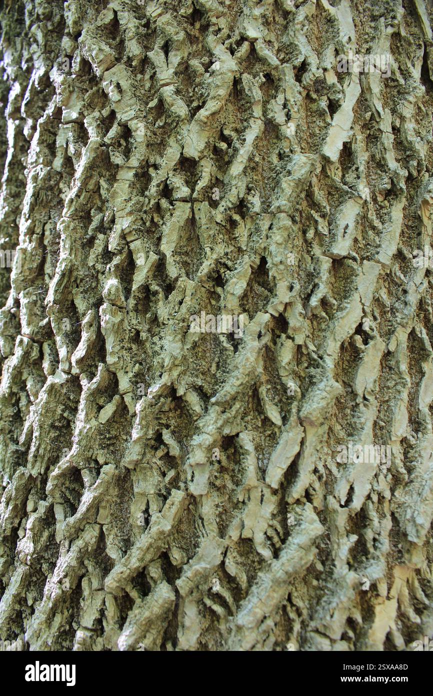 Sense of intricate natural textures hi-res stock photography and images ...