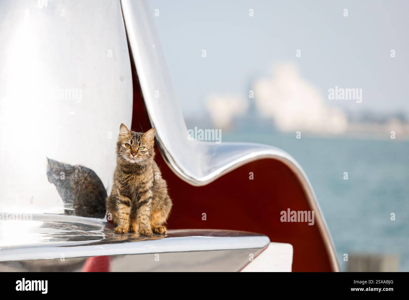 Cats on Al Corniche ahead of the, Qatar. , . FIA World Endurance ...